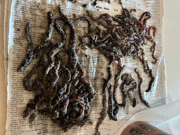 Lug Worm Frozen – Fish Tackled